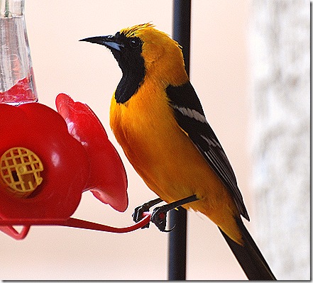 Sycamore Canyon Birds